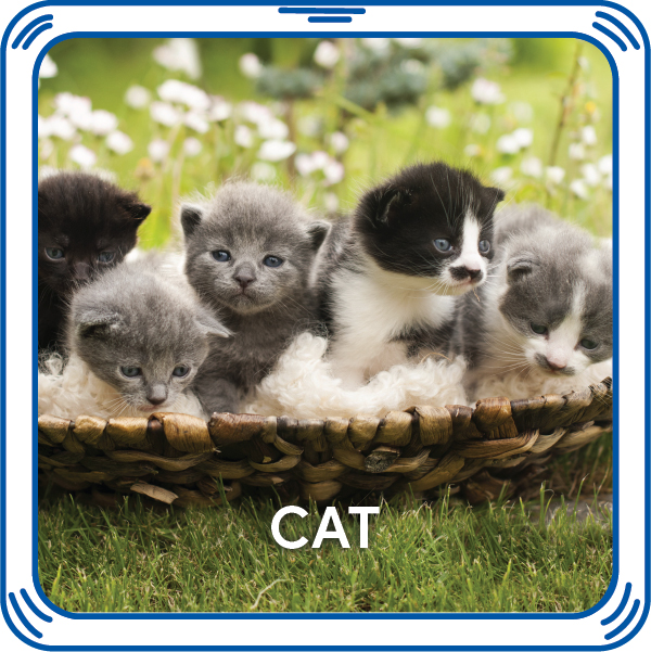 Kitty 5-in-1 Sound